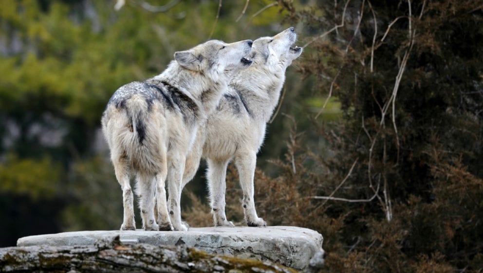 The Wolves That Taught Me to Be Wild