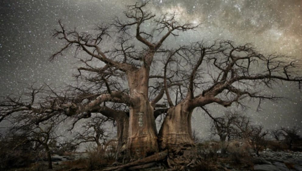The Secrets Revealed in the World's Ancient Trees