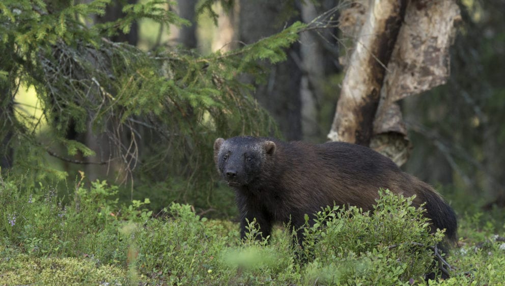 Running With Wolverines: An Innovative Way to Study Nature