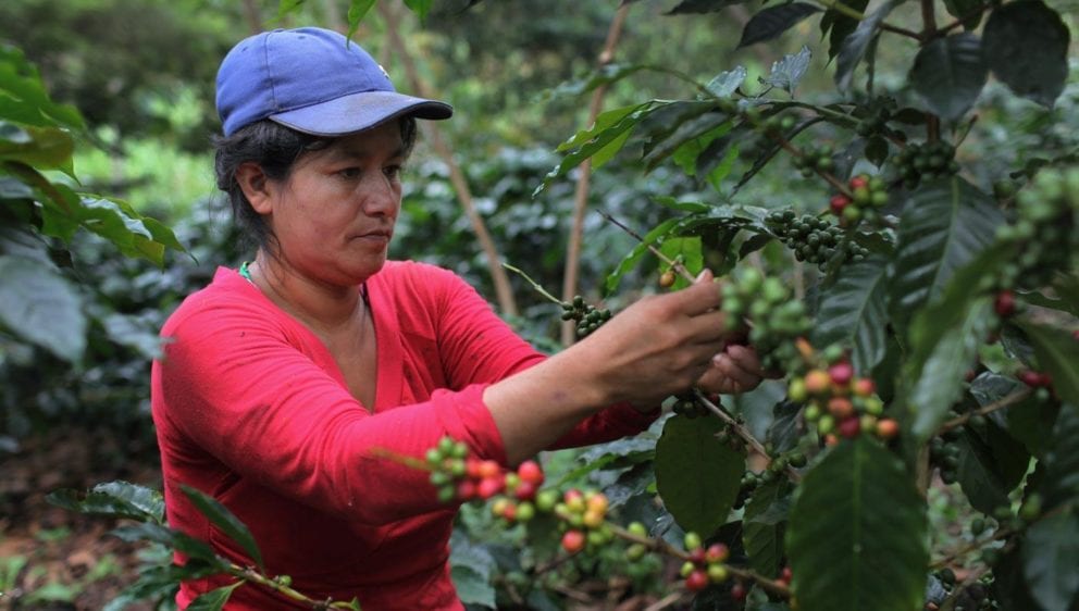 How Fair Trade Becomes an Agent for Social Change