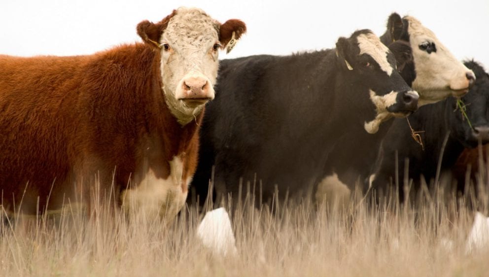 Ethical Eating: Every Bite Counts