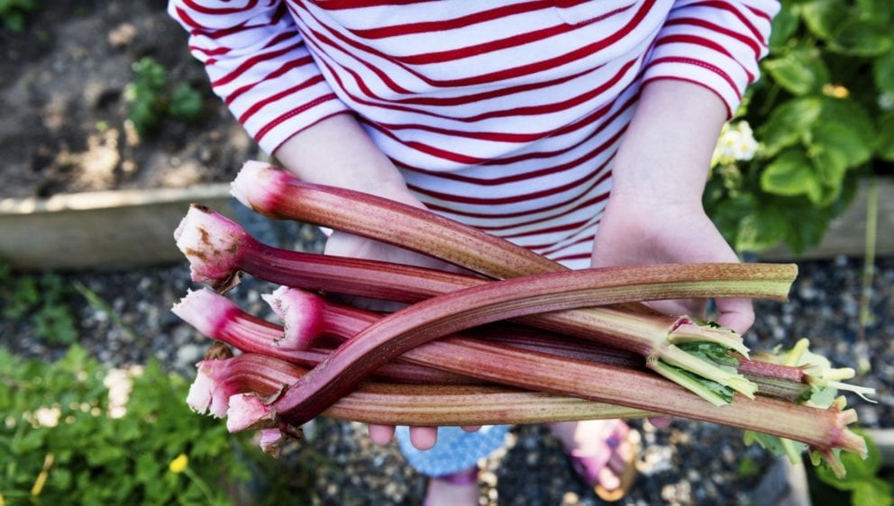 Taste the Season: Your Guide for Spring Produce