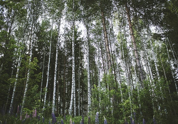 Wanderlust Sapp Birch Water · Wanderlust